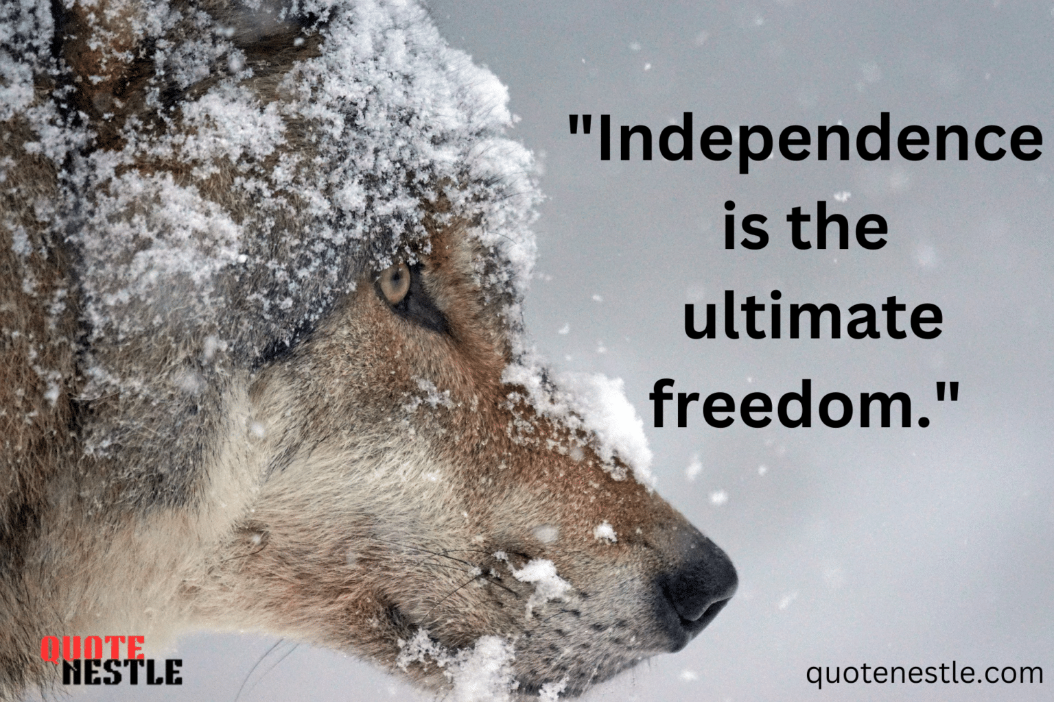 160 Best Lone Wolf Quotes - Quote Nestle