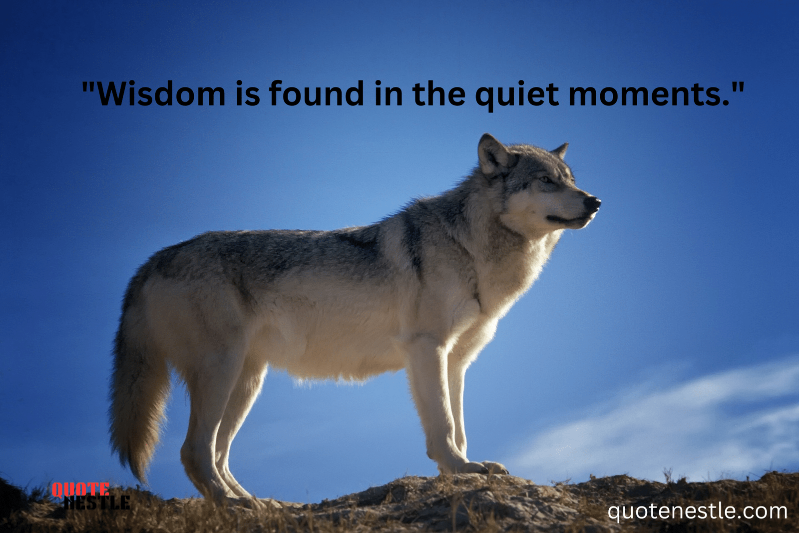 160 Best Lone Wolf Quotes - Quote Nestle